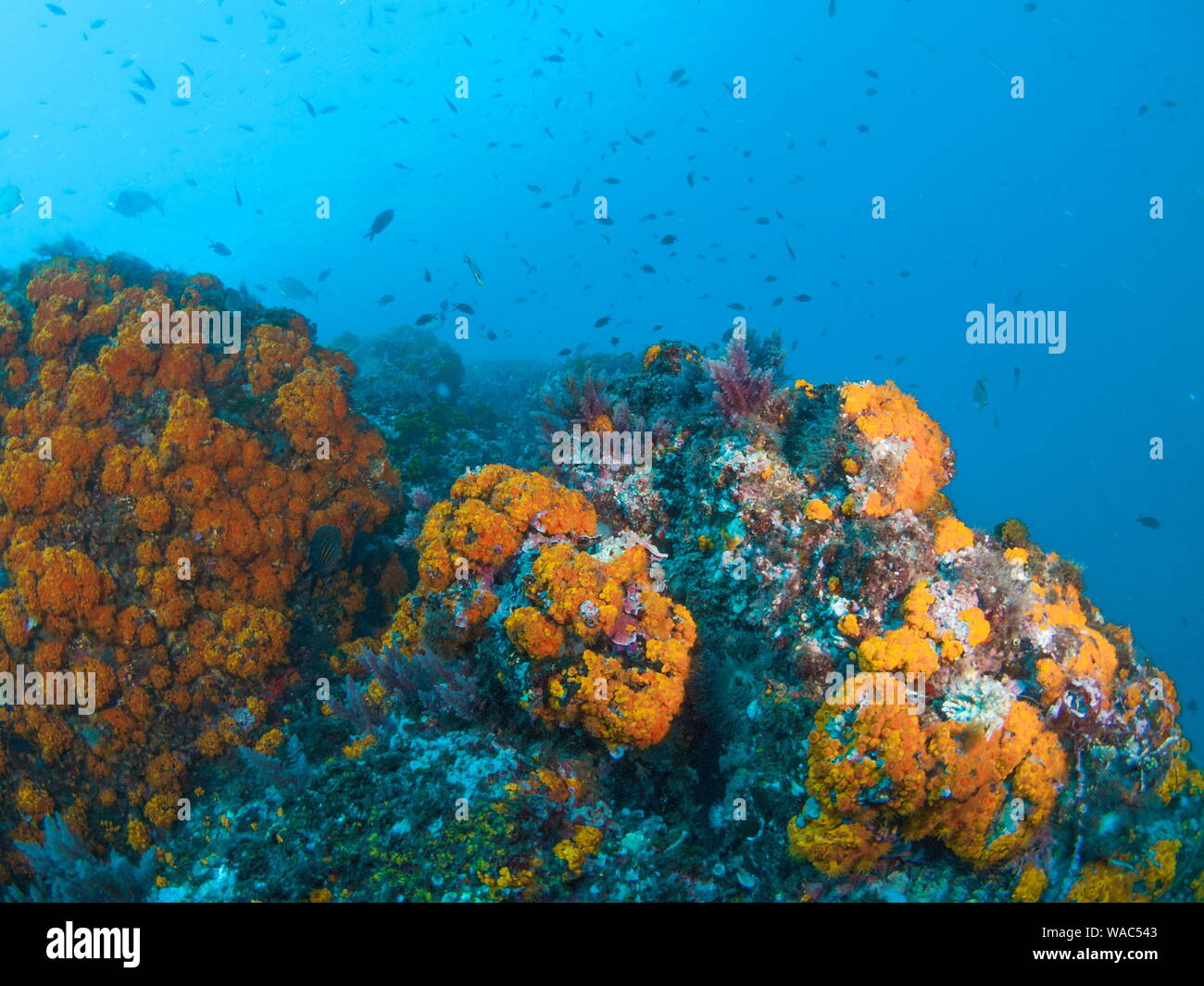 Orange coral polyp (Astroides calycularis) underwater wide angle shoot ...