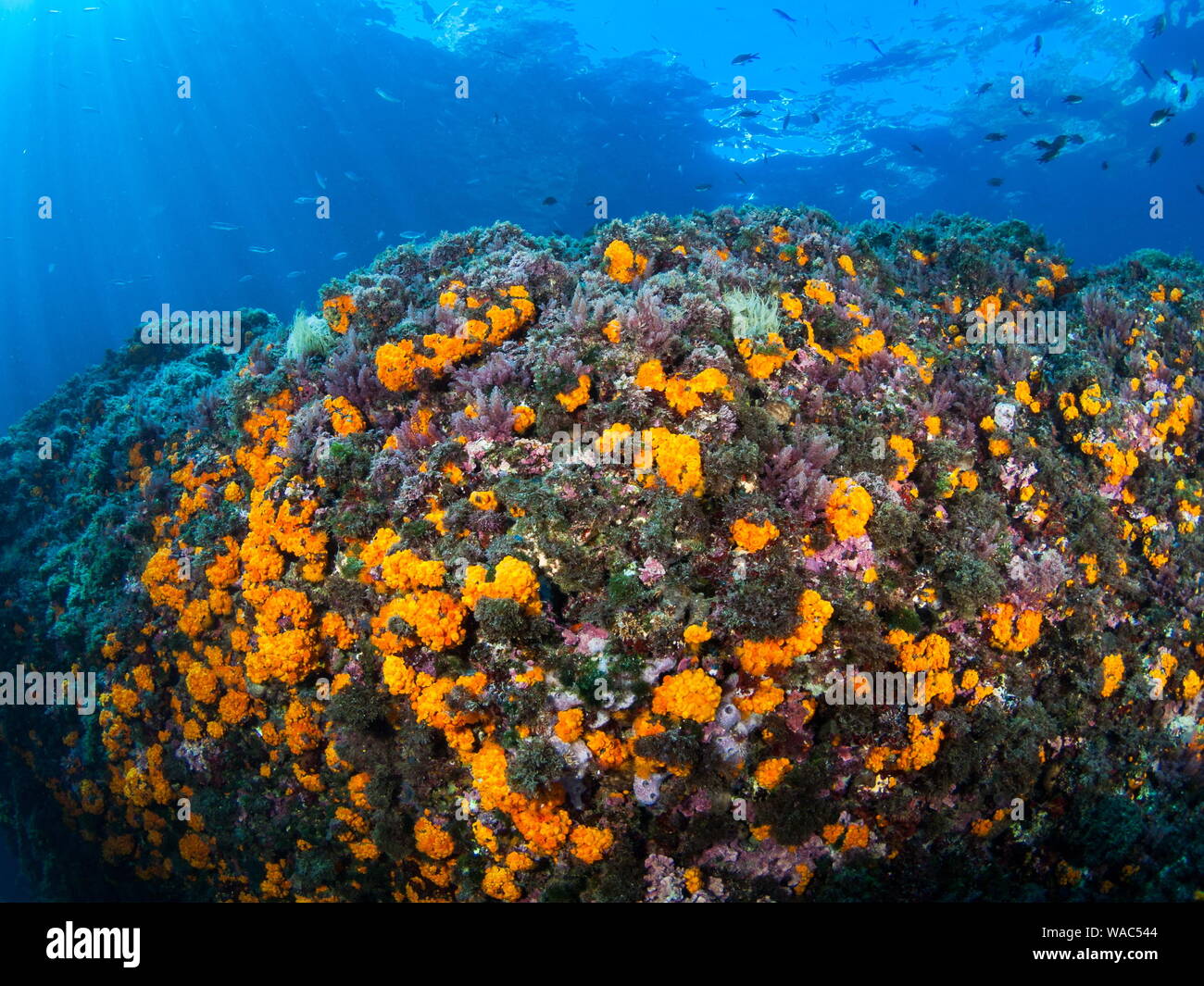 Orange coral polyp (Astroides calycularis) underwater wide angle shoot ...