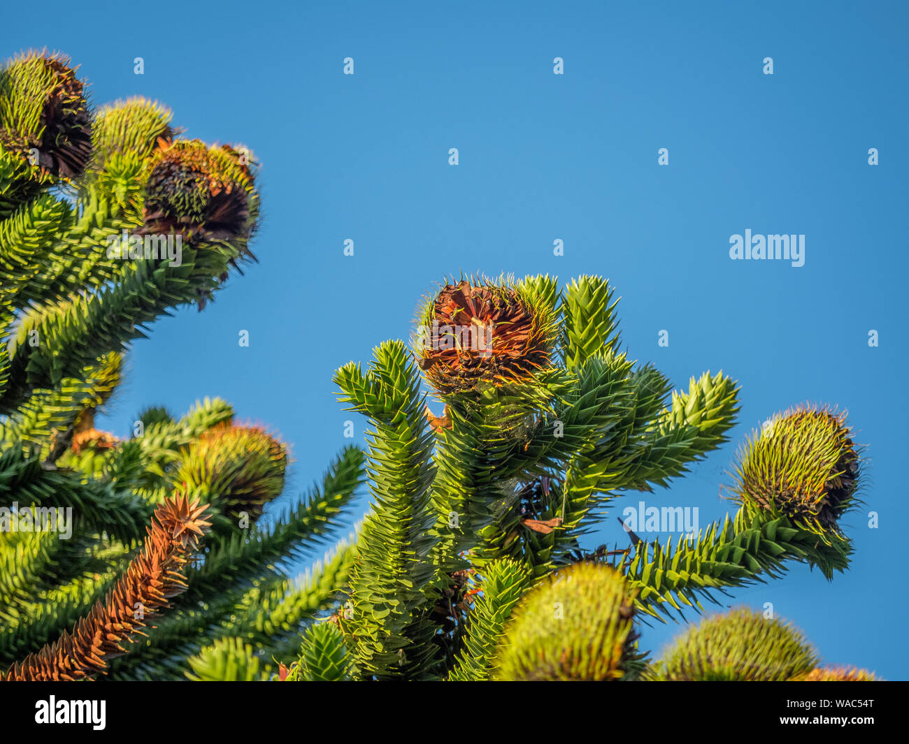 Monkey Puzzle Seed High Resolution Stock Photography and Images - Alamy