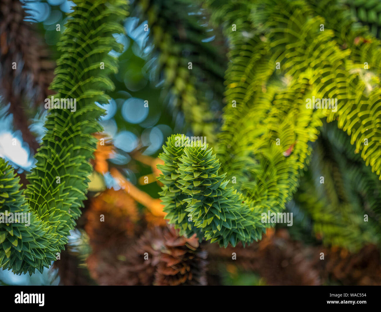 Pine Tree Species High Resolution Stock Photography and Images - Alamy