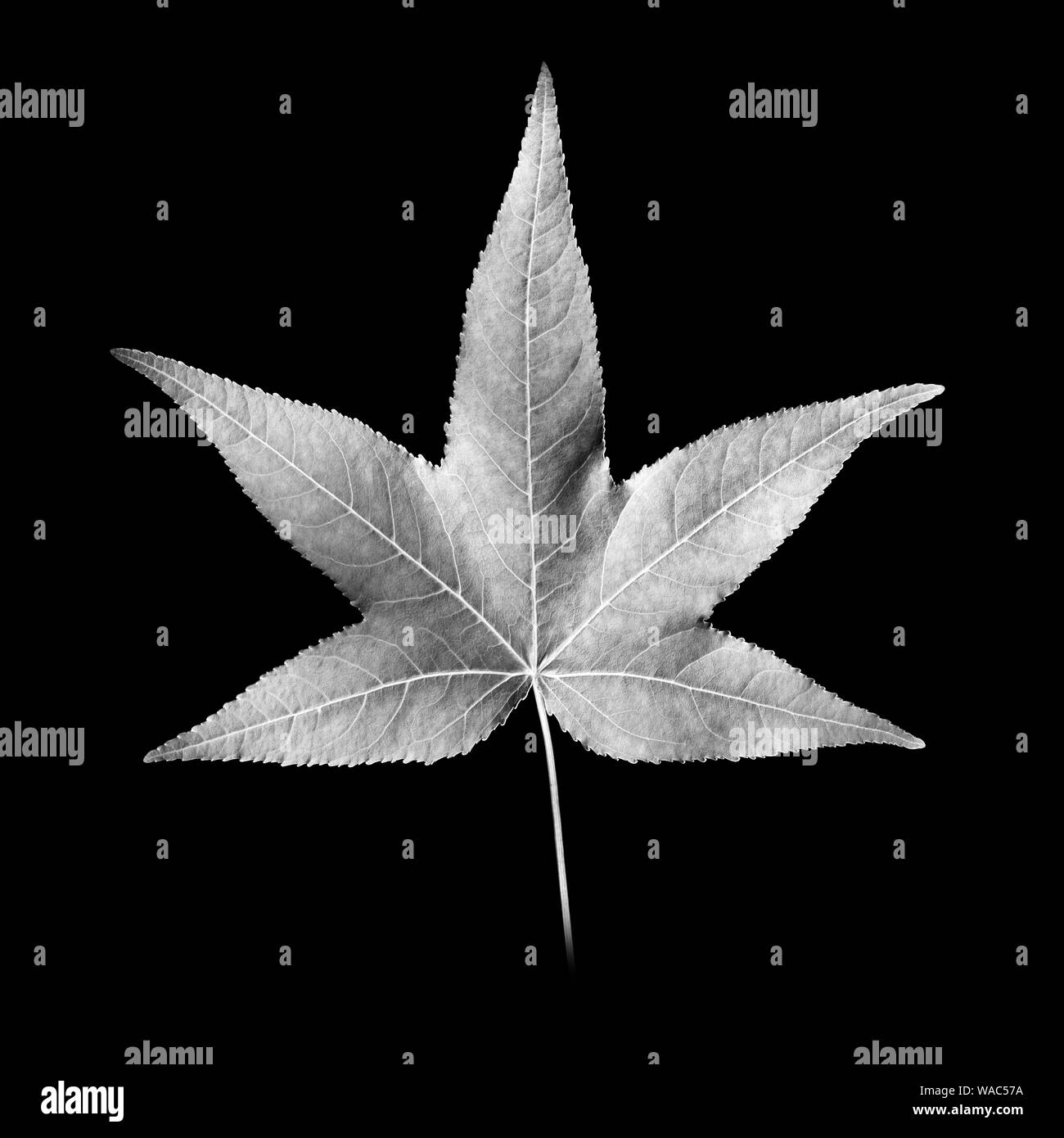 Fresh maple leaf isolated on black background. Black and white ...