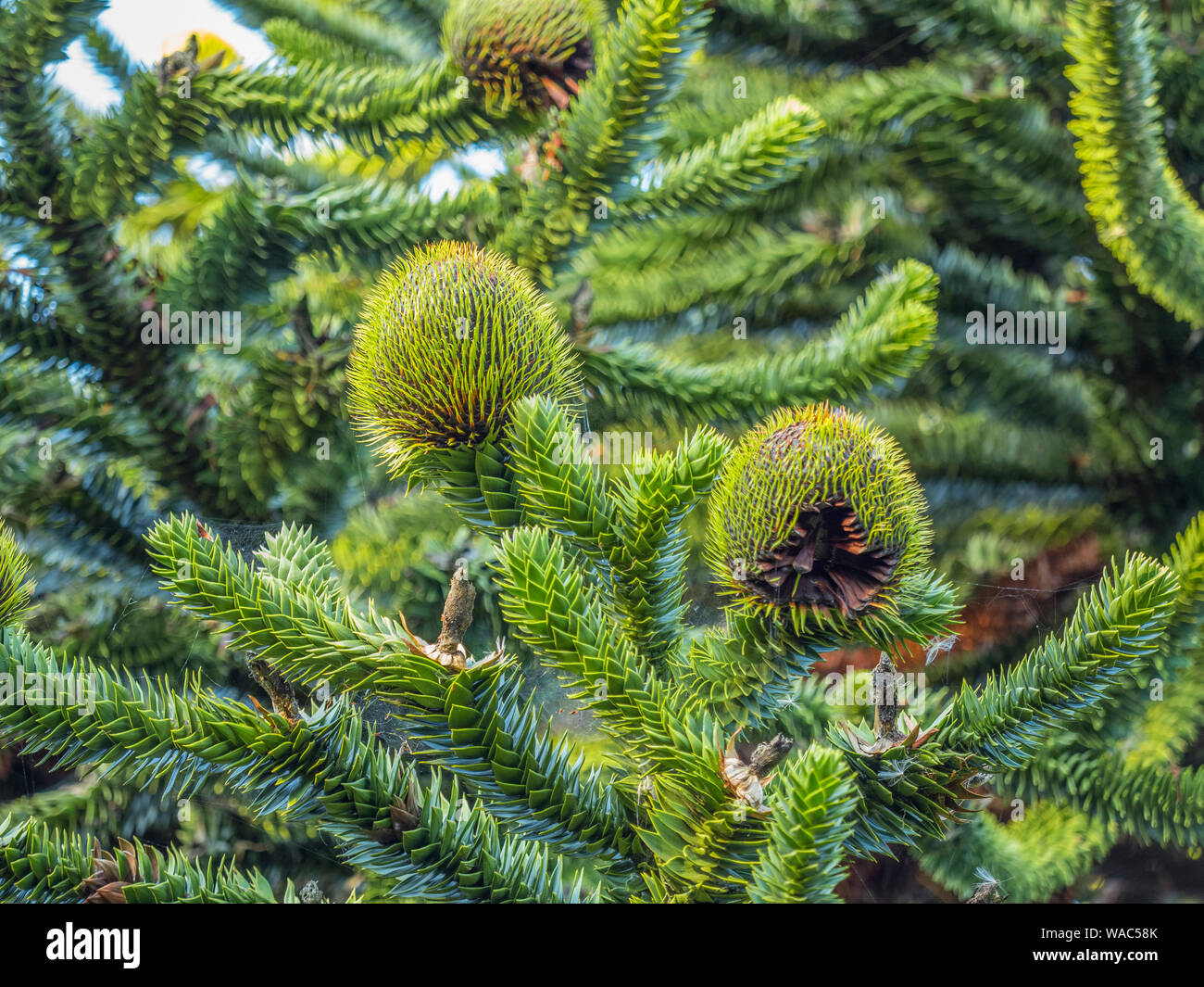 Monkey puzzle tree cones hi-res stock photography and images - Alamy