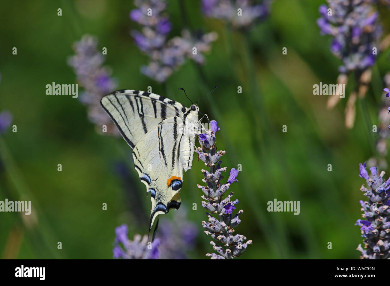 scarce swallowtail butterfly or sail or pear-tree swallowtail Latin ...