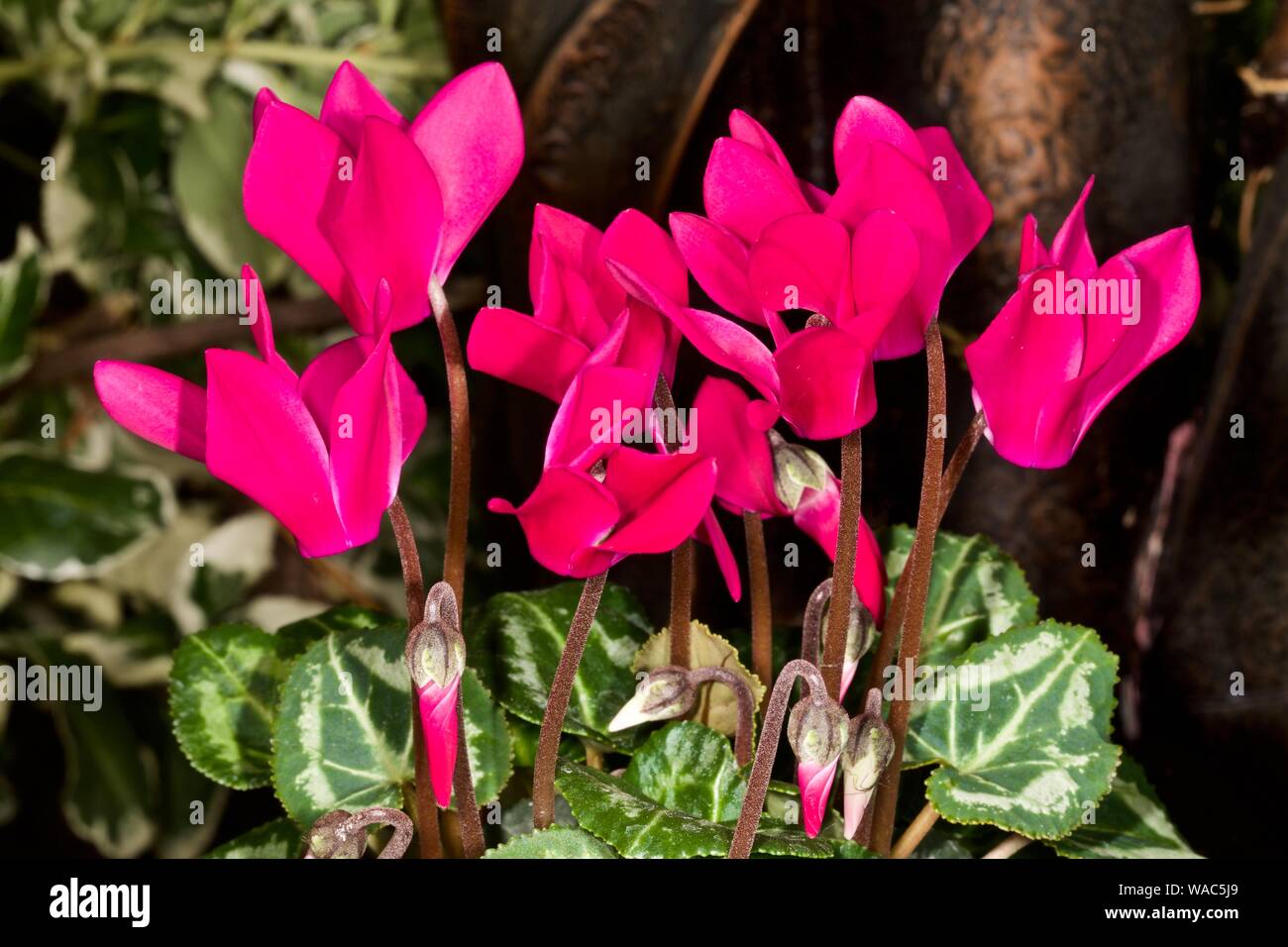 Mini cyclamen hi-res stock photography and images - Alamy
