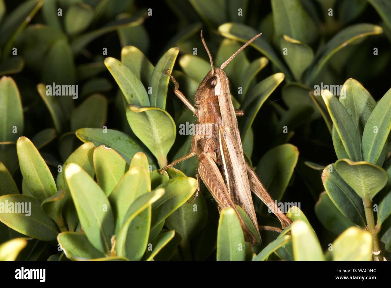 Common Field Grasshopper “Chorthippus brunneus” Stock Photo - Alamy