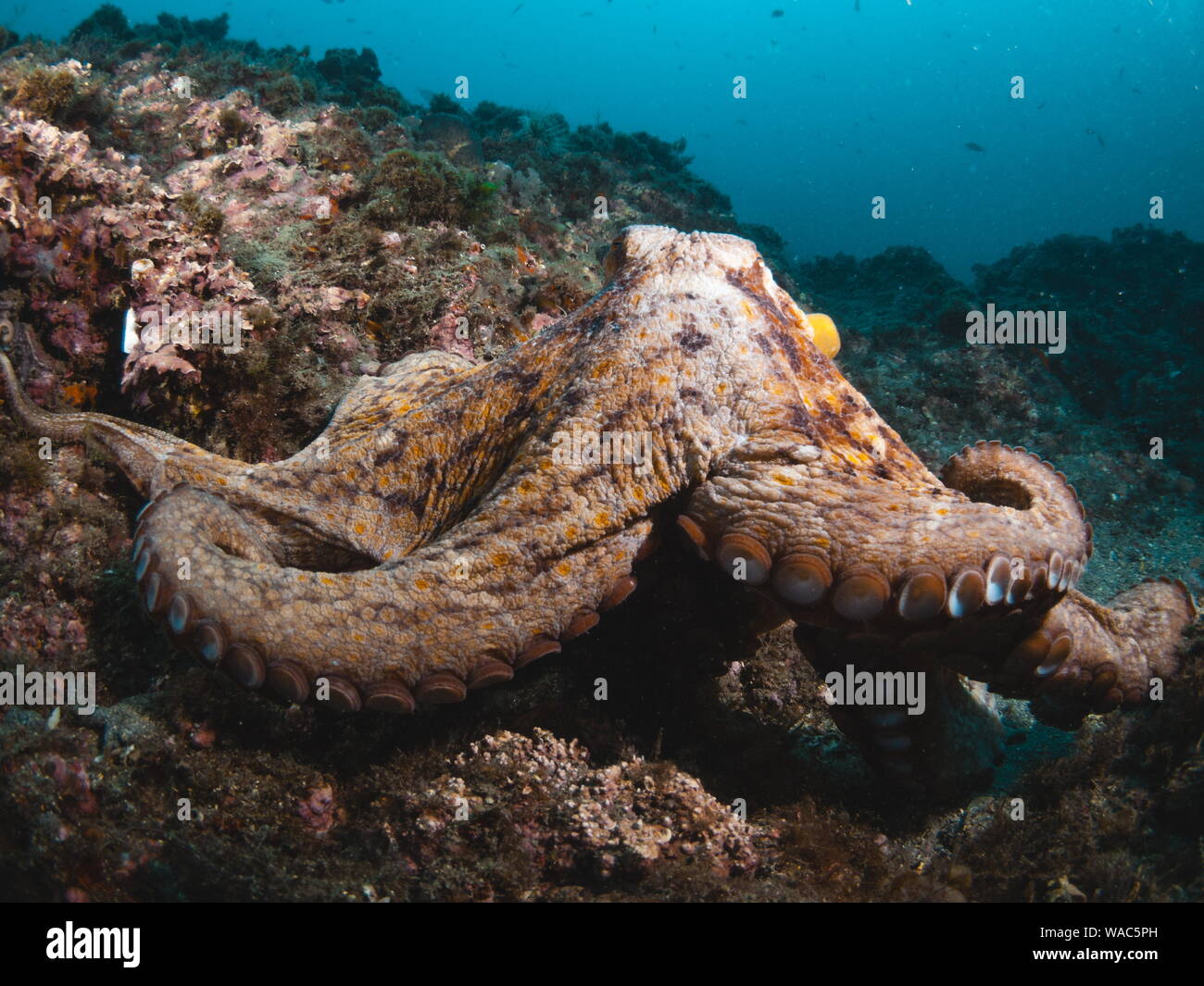 A common octopus (Octopus vulgaris) in the mediteranean sea Stock Photo ...