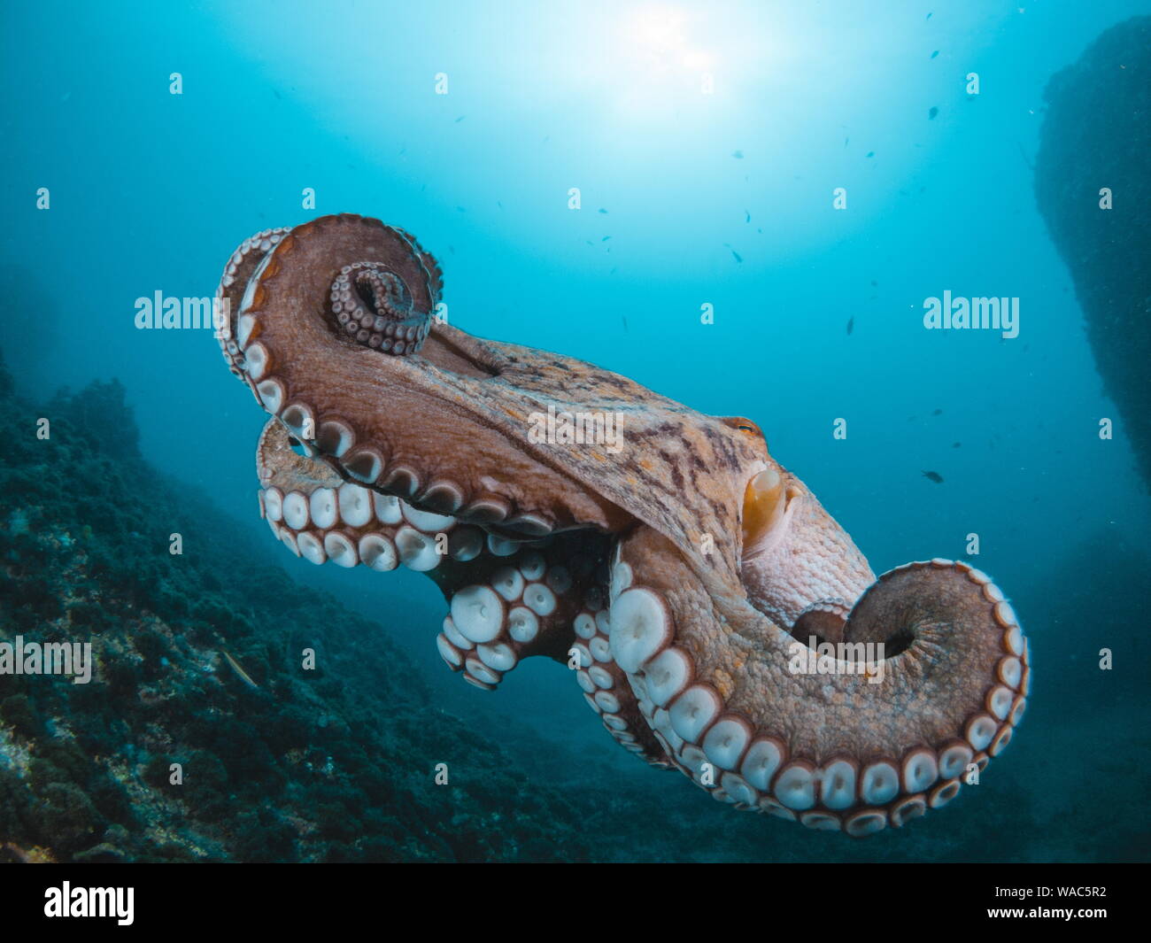 A common octopus (Octopus vulgaris) in the mediteranean sea Stock Photo ...