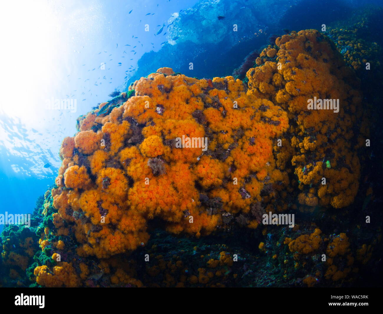 Orange coral polyp (Astroides calycularis) over underwater rocks Stock ...