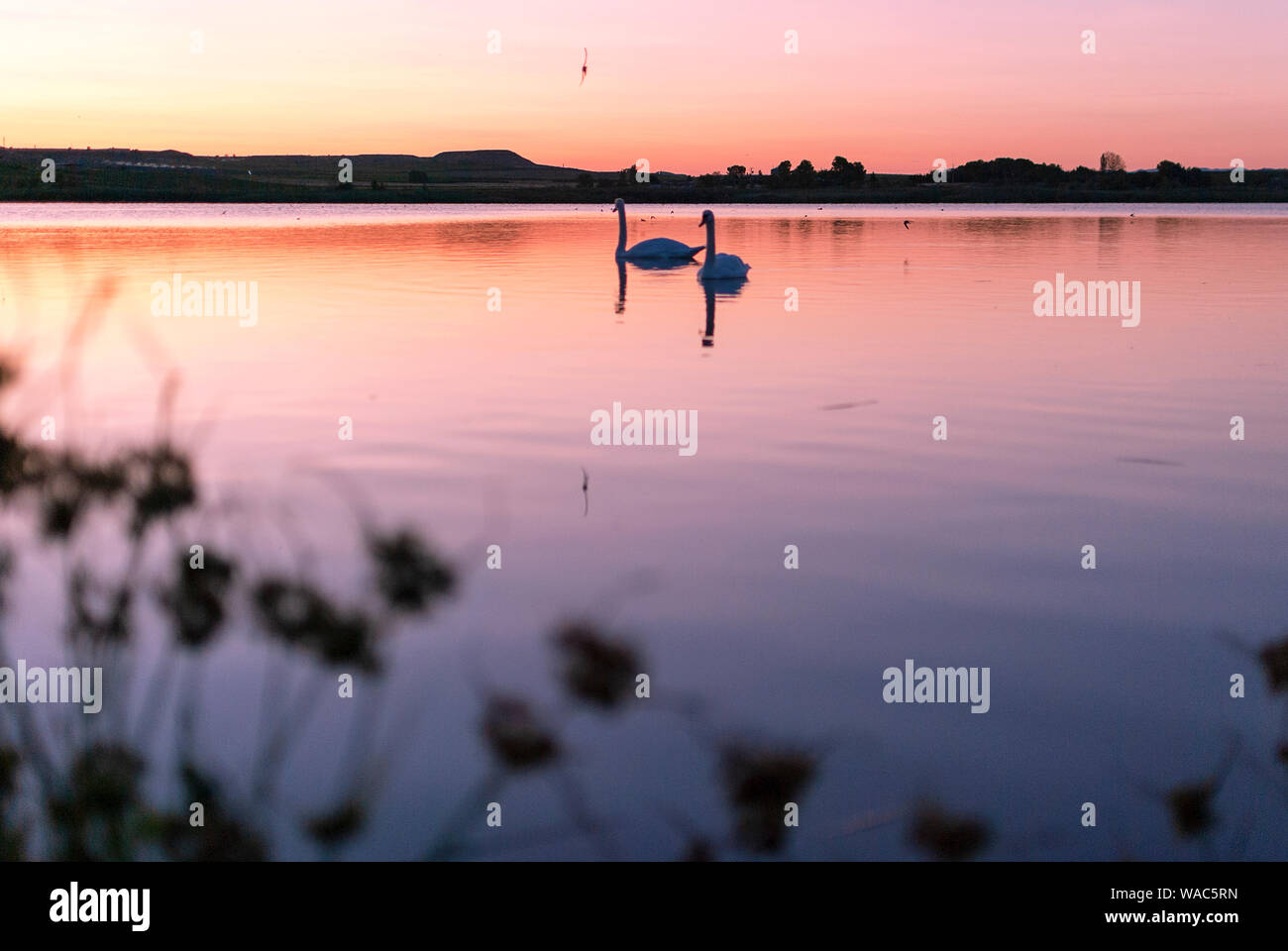 gang, group of swans at sunrise. Shadows and warm lights. Backlight ...