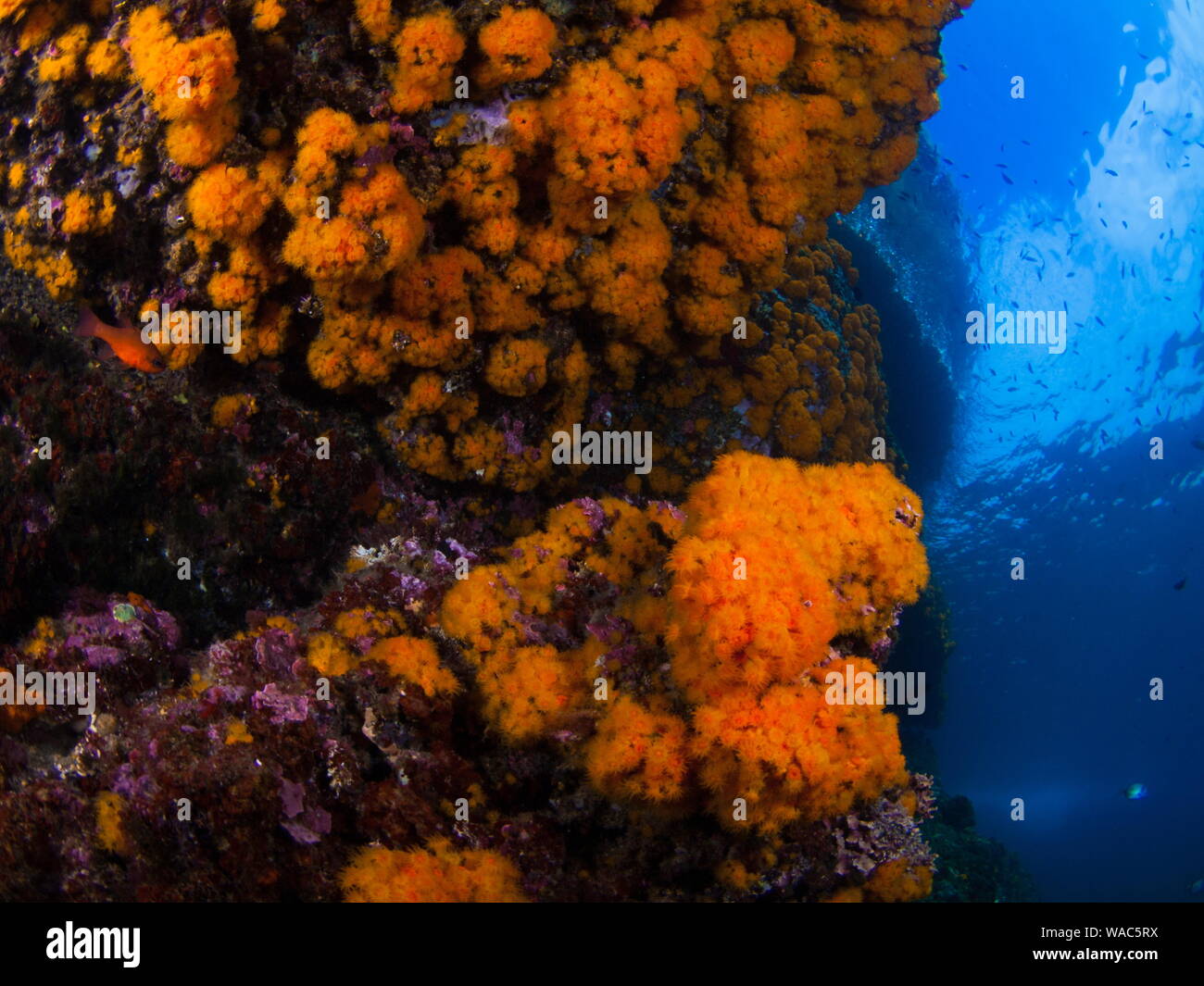 Orange coral polyp (Astroides calycularis) over underwater rocks Stock ...