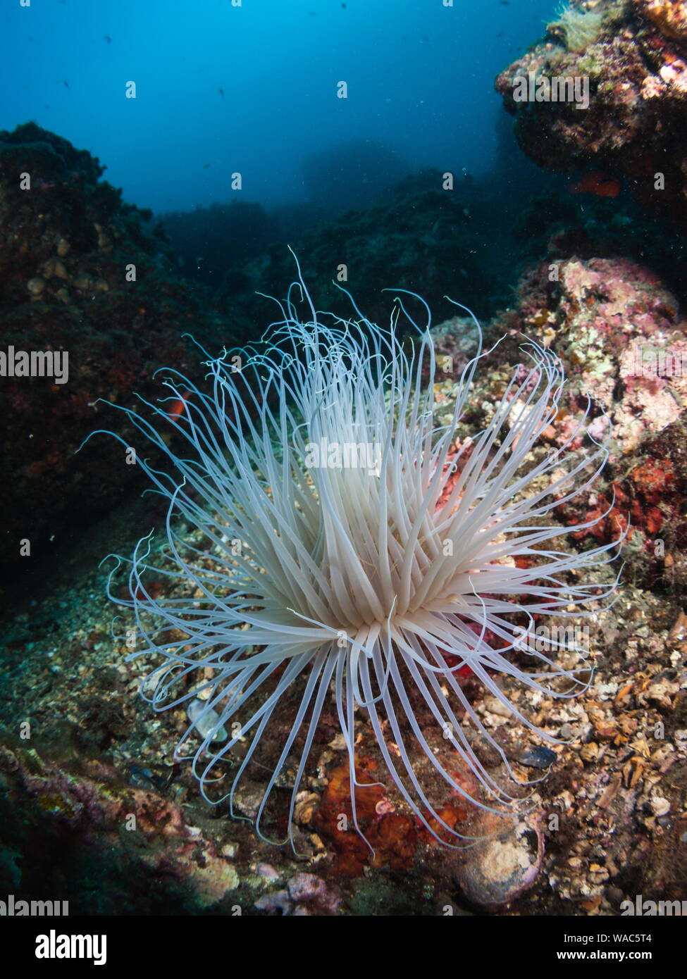 Tube anemone (Cerianthus membranaceus), underwater shoot Stock Photo ...