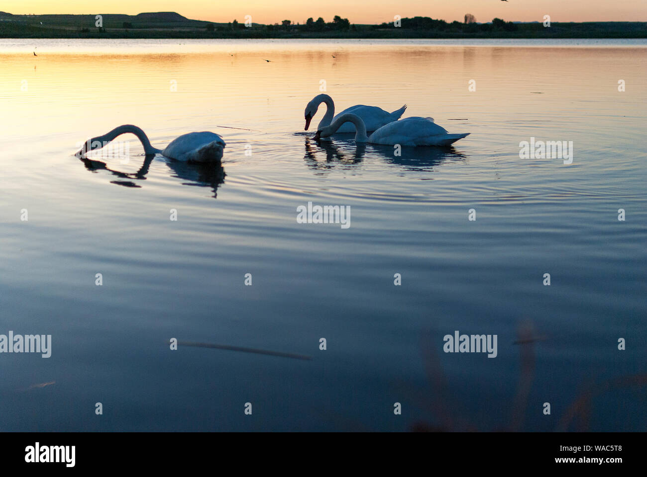gang, group of swans at sunrise. Shadows and warm lights. Backlight ...