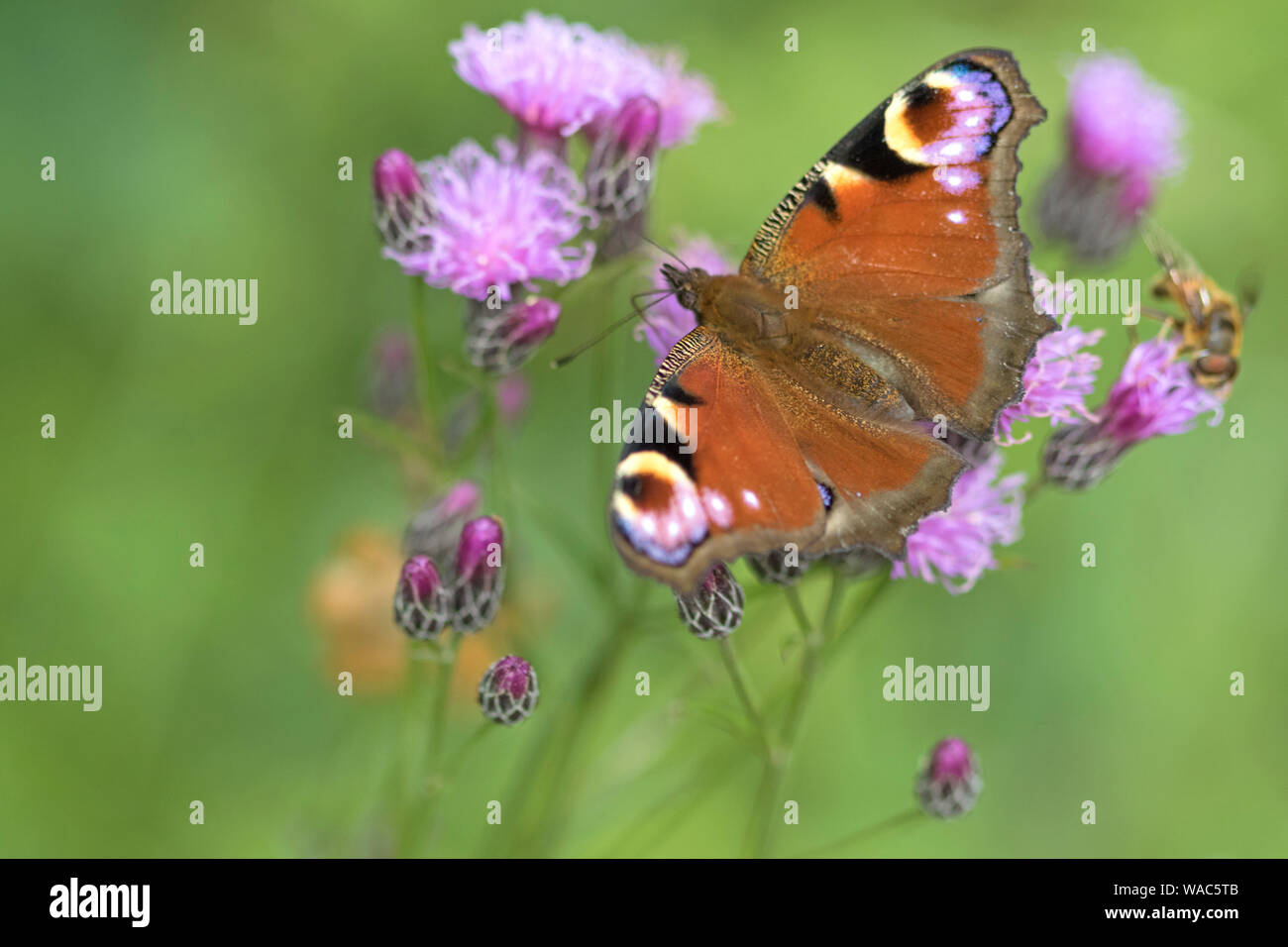 Peacock butterfly "Aglais io" Britain,UK Stock Photo - Alamy