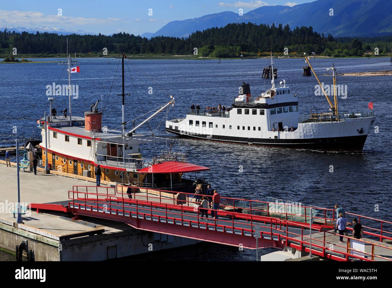 Lady rose alberni hi-res stock photography and images - Alamy