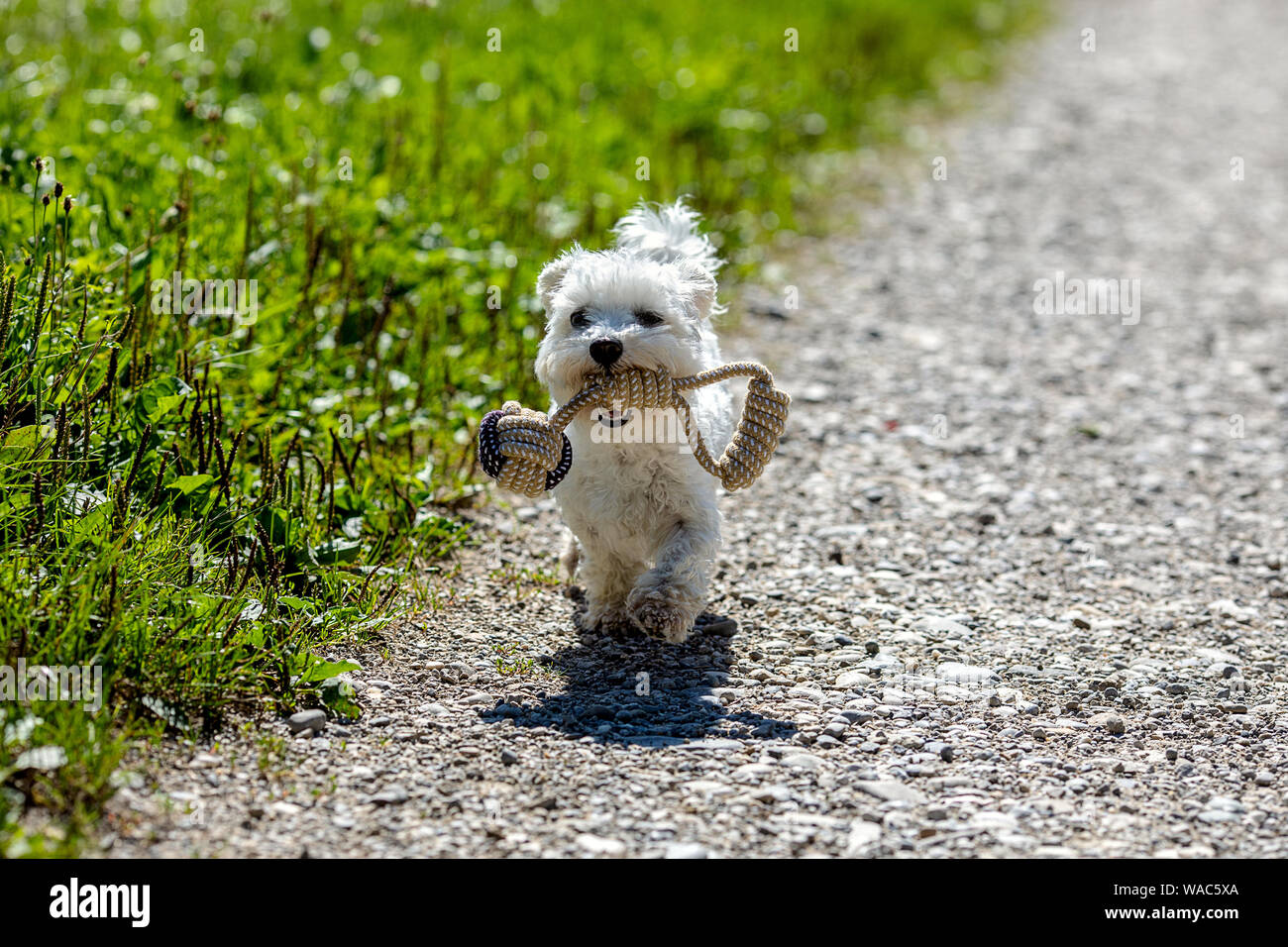 Maltese dog hi-res stock photography and images - Alamy