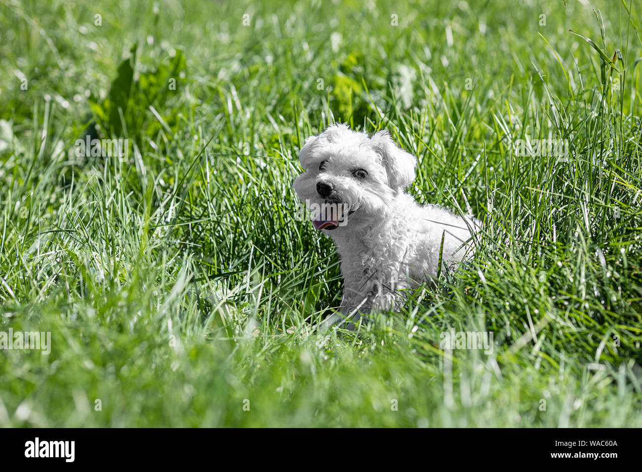 Maltese Puppy In Nature High Resolution Stock Photography and Images ...