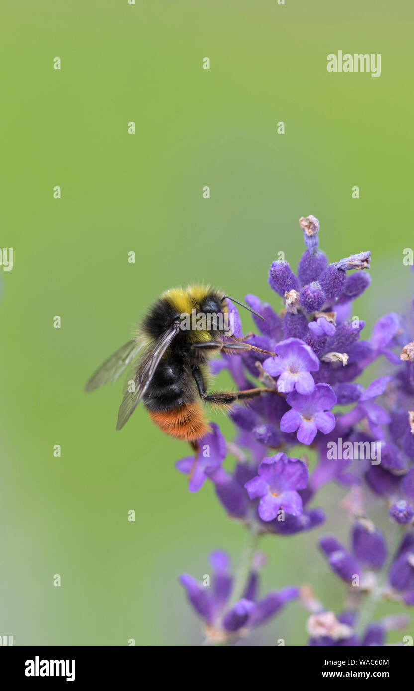Bumblebees europe hi-res stock photography and images - Alamy