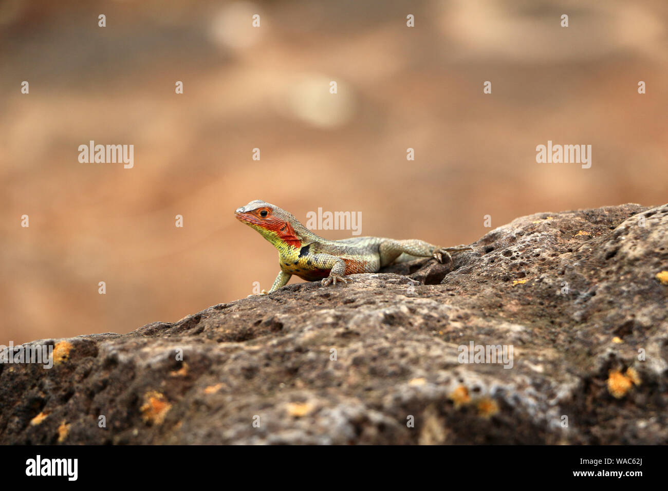 Lizard on island santa hi-res stock photography and images - Alamy