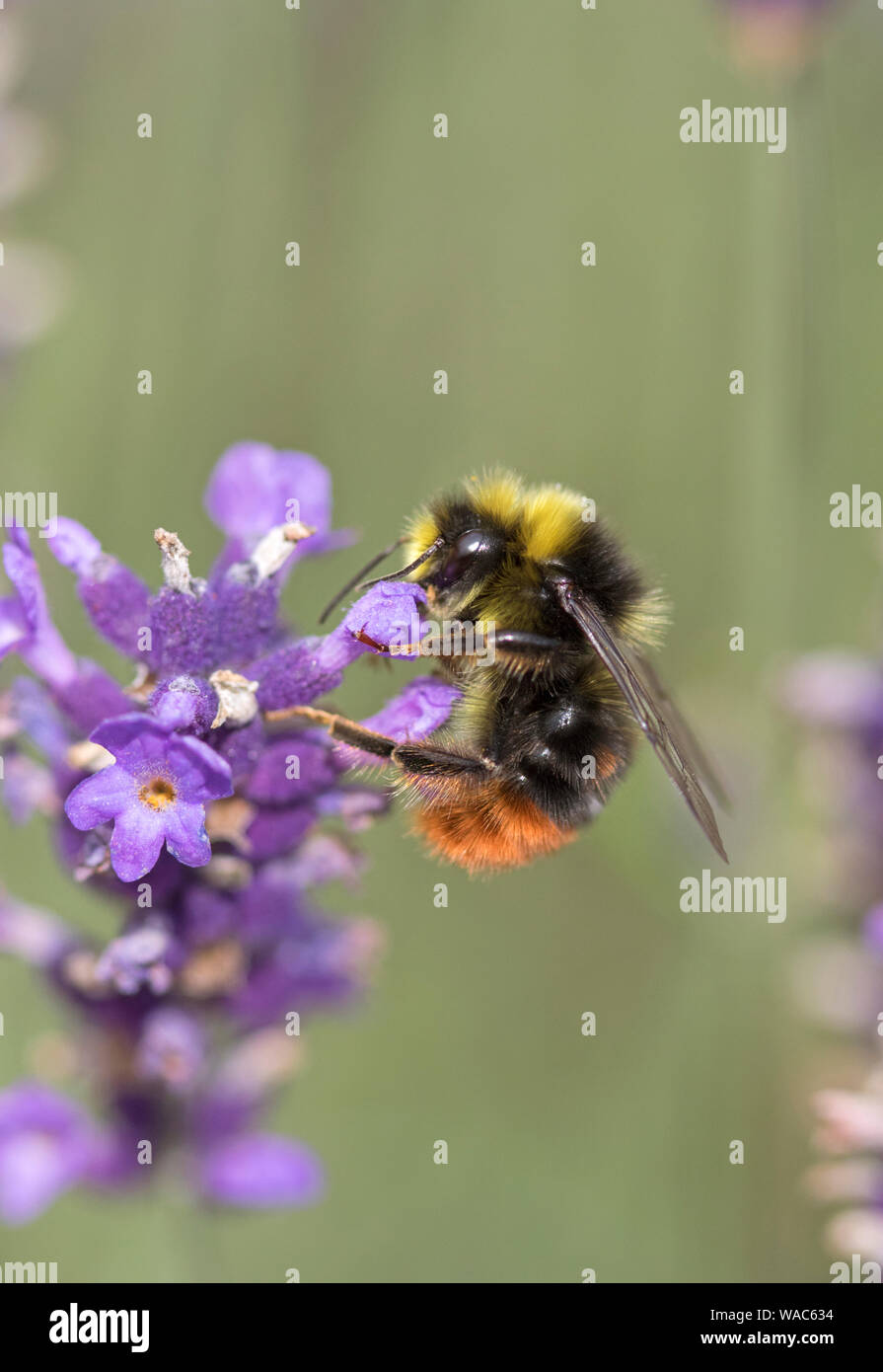 Red-tailed bumblebee, Britain, UK Stock Photo - Alamy