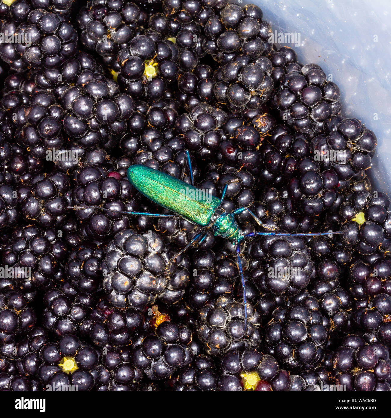 Musky barbel beetle hi-res stock photography and images - Alamy