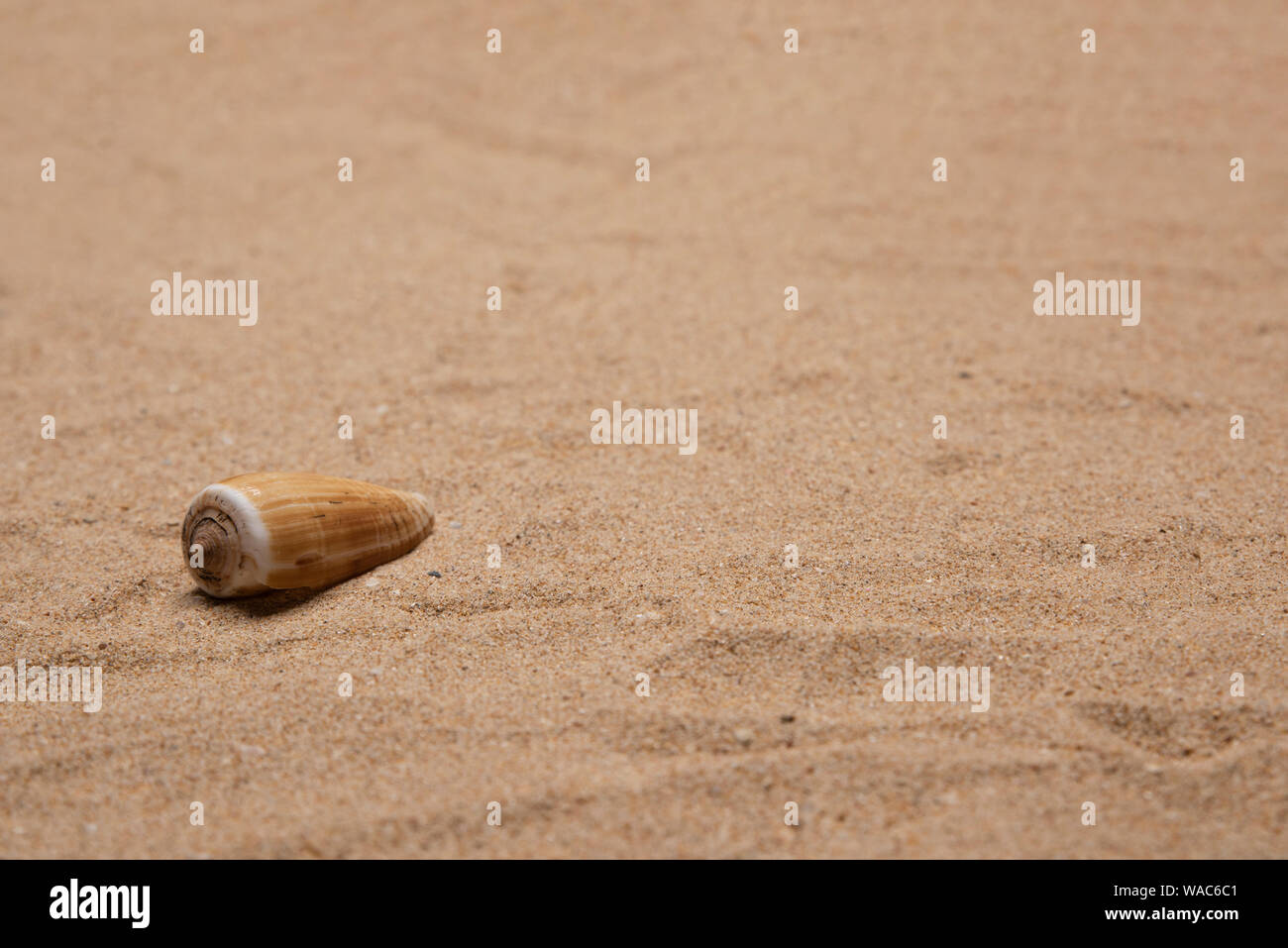 Shell isolated sand hi-res stock photography and images - Alamy