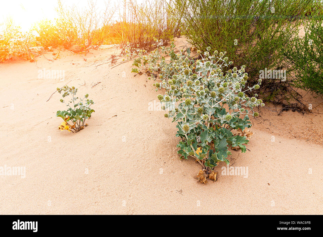 Feverweed prickly plant closeup on beach sand. Bushes of blooming ...