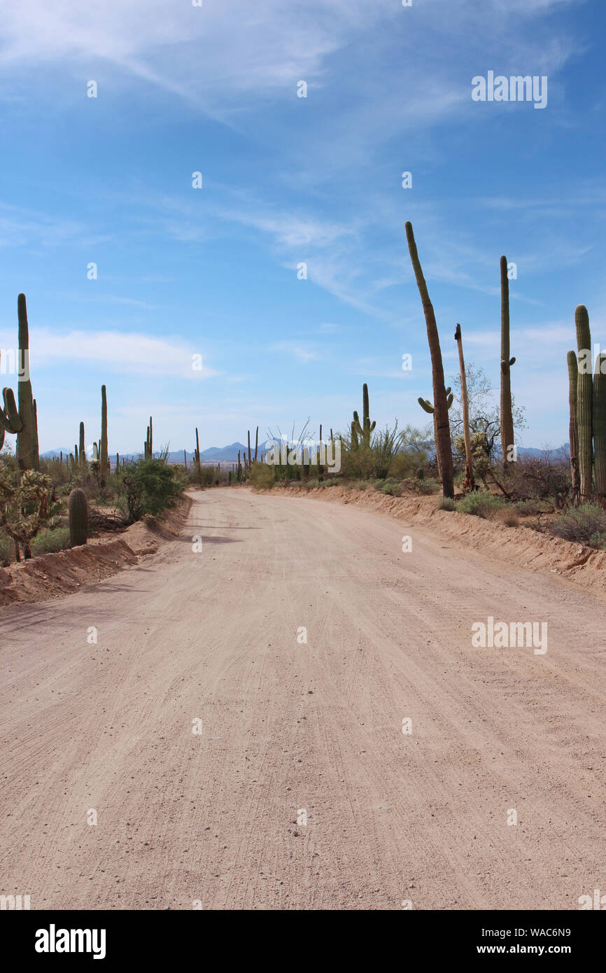 Bajada Loop Drive, a sandy road through the desert of Saguaro National ...