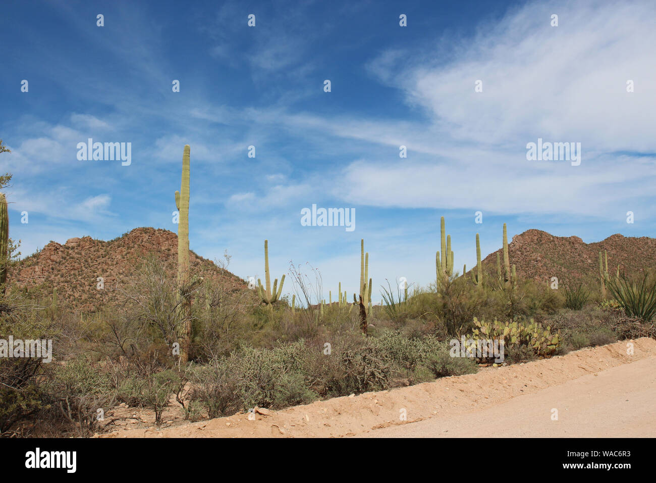 Bajada loop drive saguaro hi-res stock photography and images - Alamy