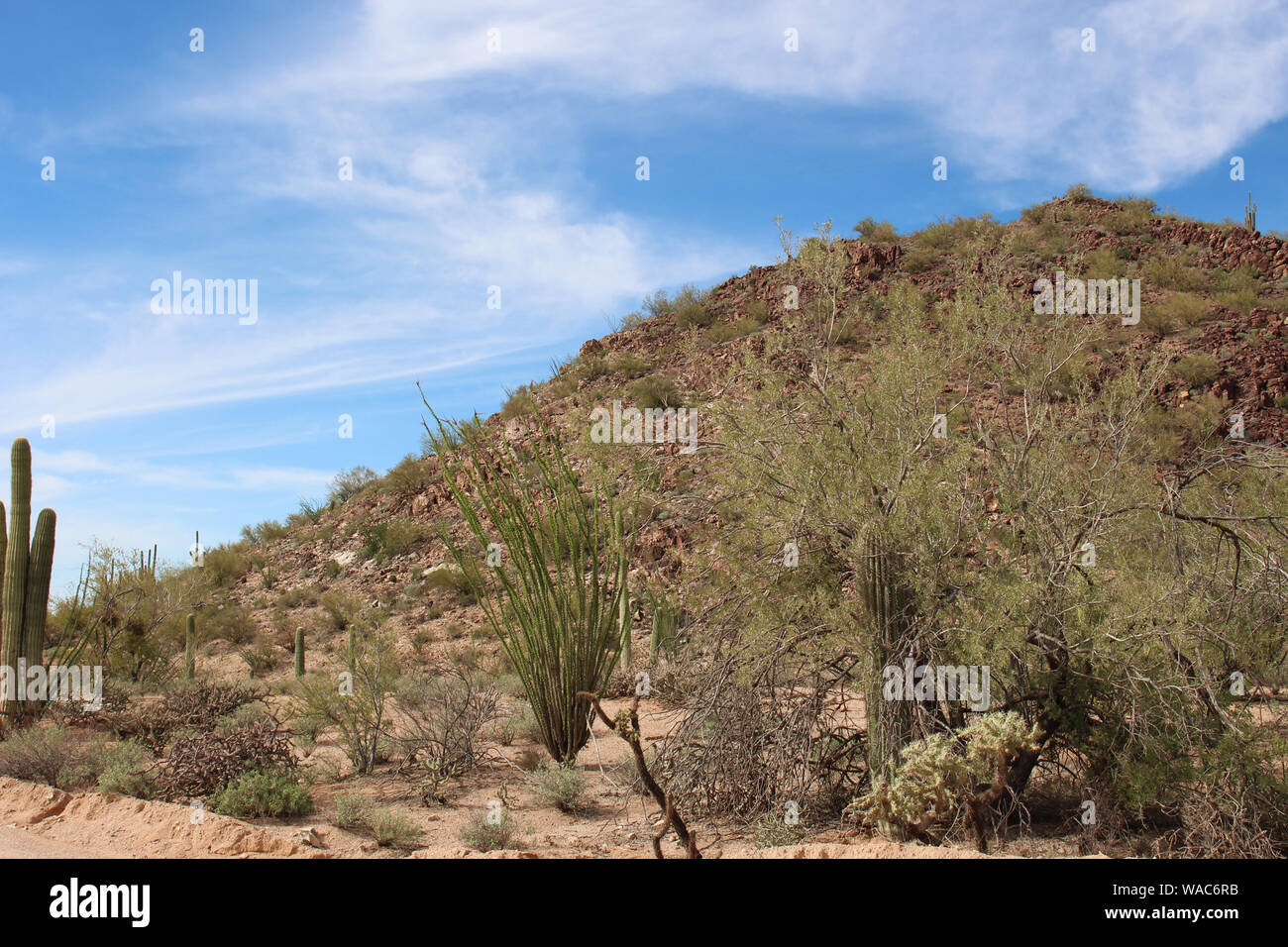Bajada loop drive saguaro hi-res stock photography and images - Alamy