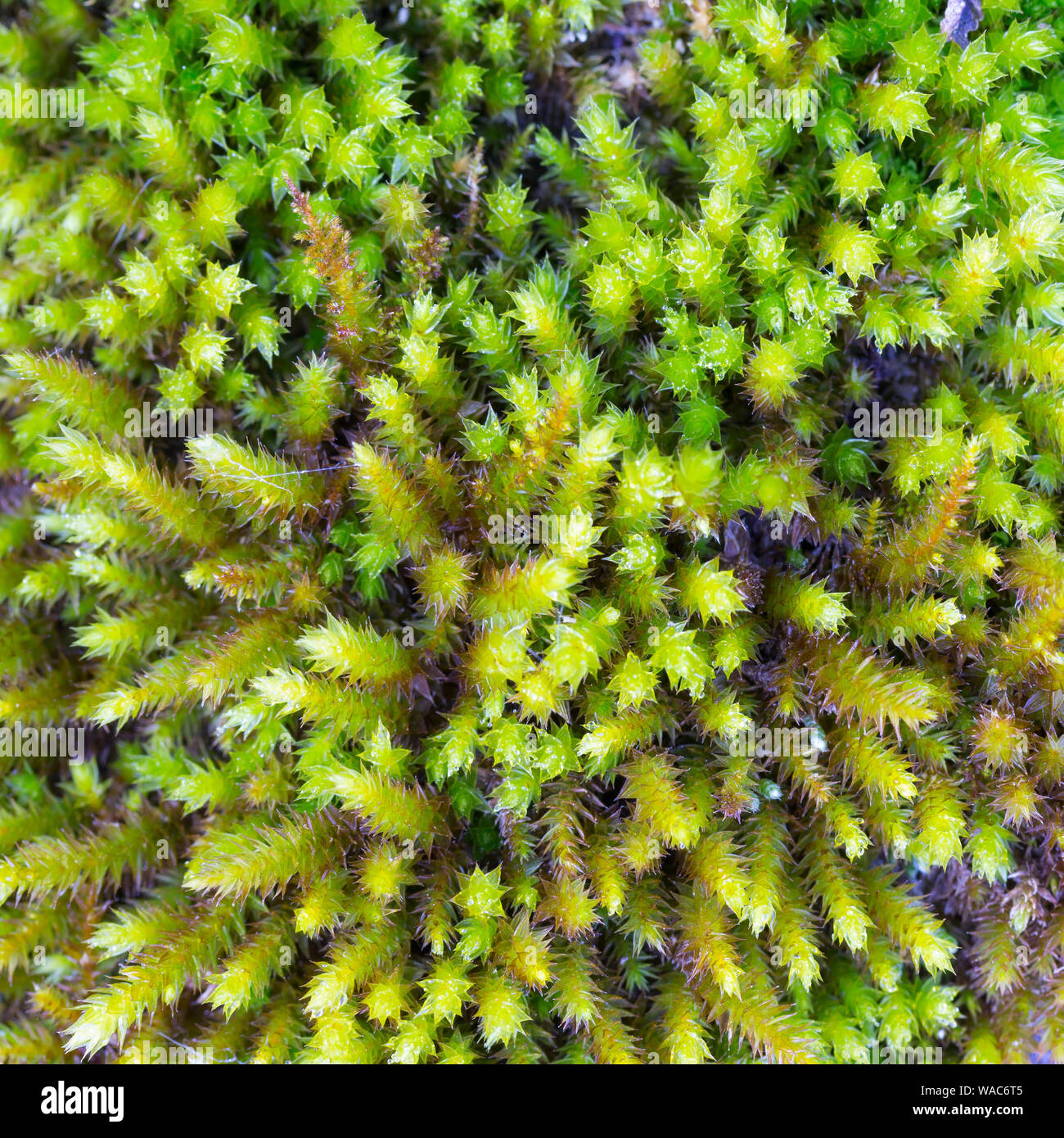 macro photo of a blooming moss top view Stock Photo - Alamy