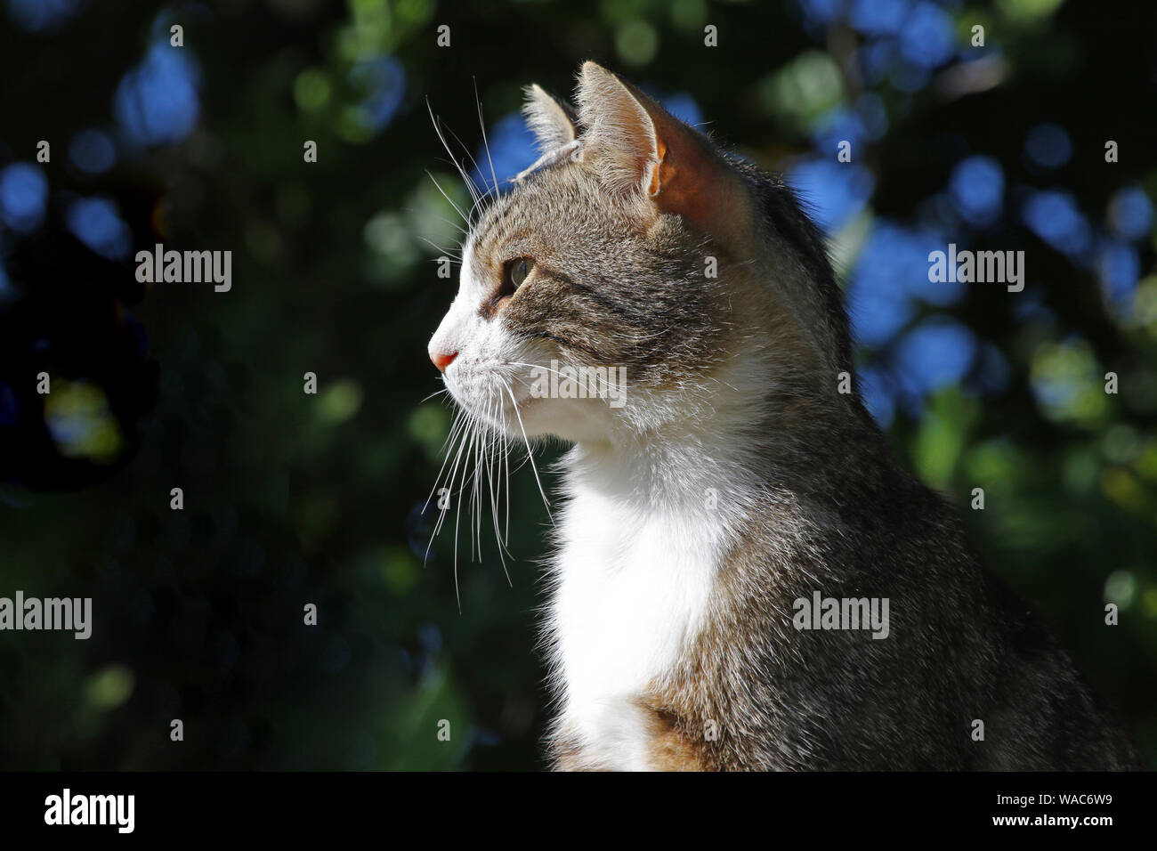Tabby cat state symbol of Massachusetts and rescue pet symbol of ...