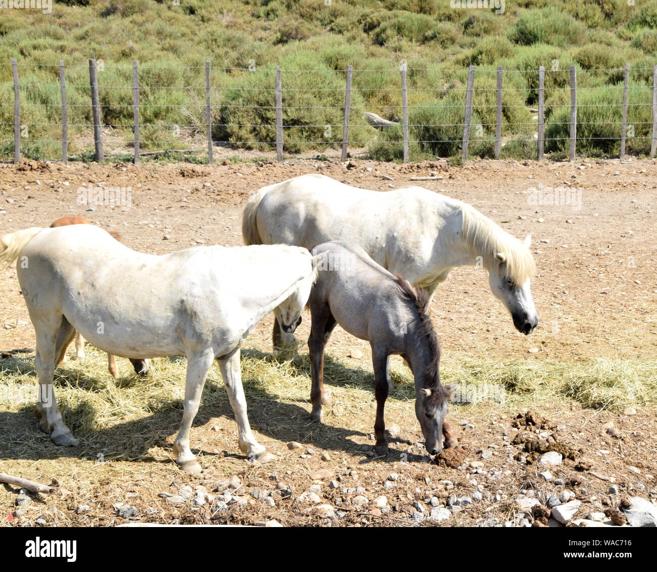 Cow farm camargue hi-res stock photography and images - Alamy