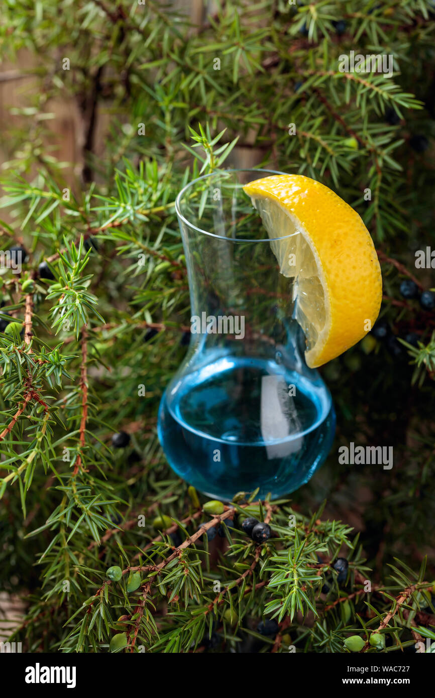 Glass of blue gin garnished with lemon slice. Blue gin and juniper ...