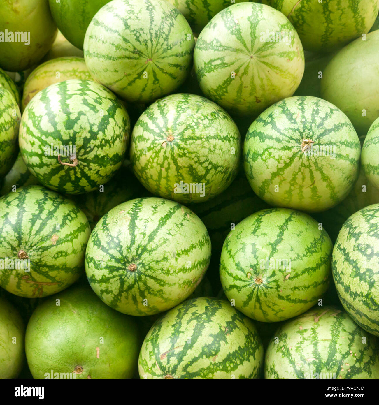 Watermelon Stock Photo - Alamy Watermelon Stock Photo - Alamy