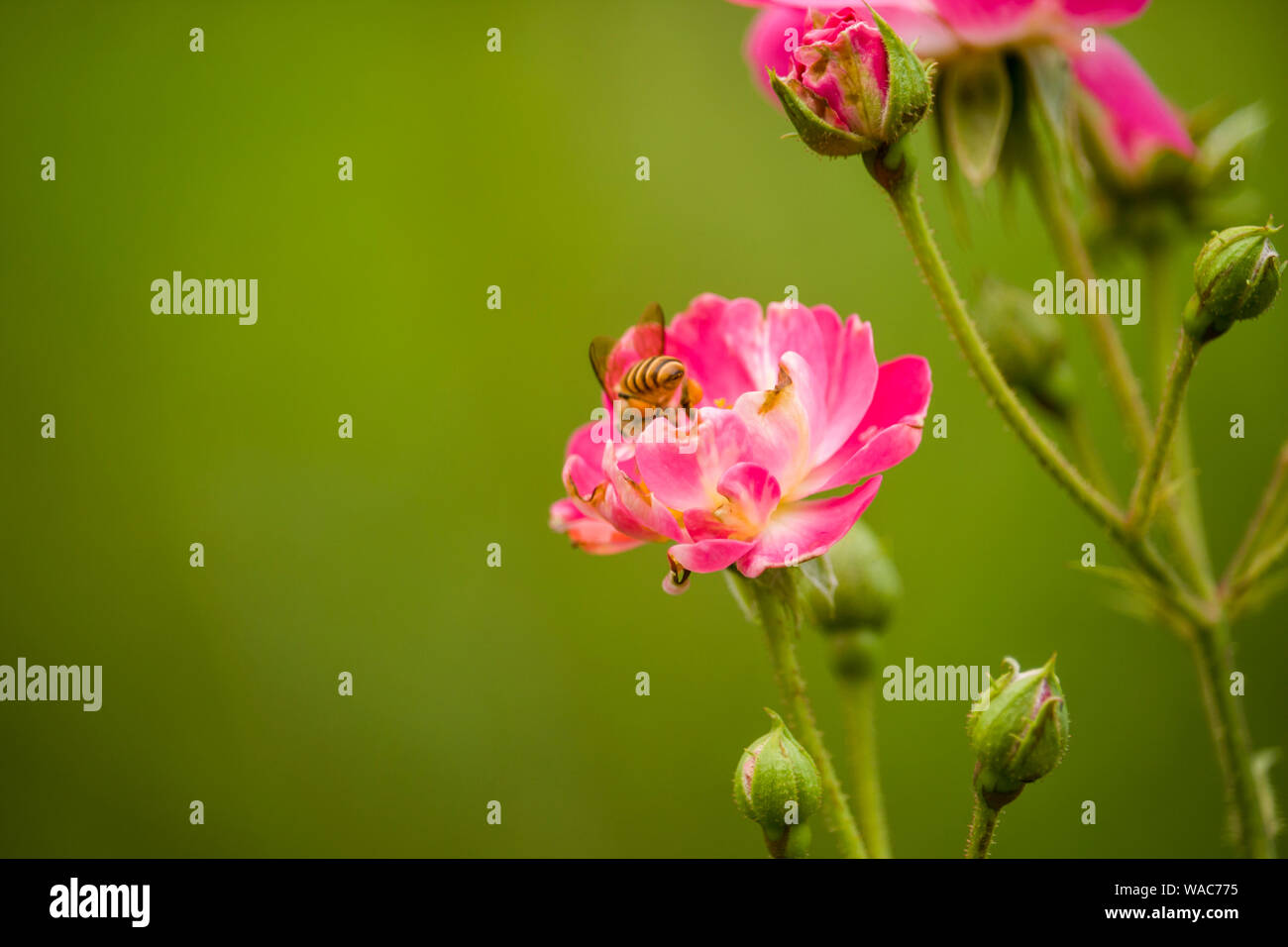 Rose flower with bee hi-res stock photography and images - Alamy