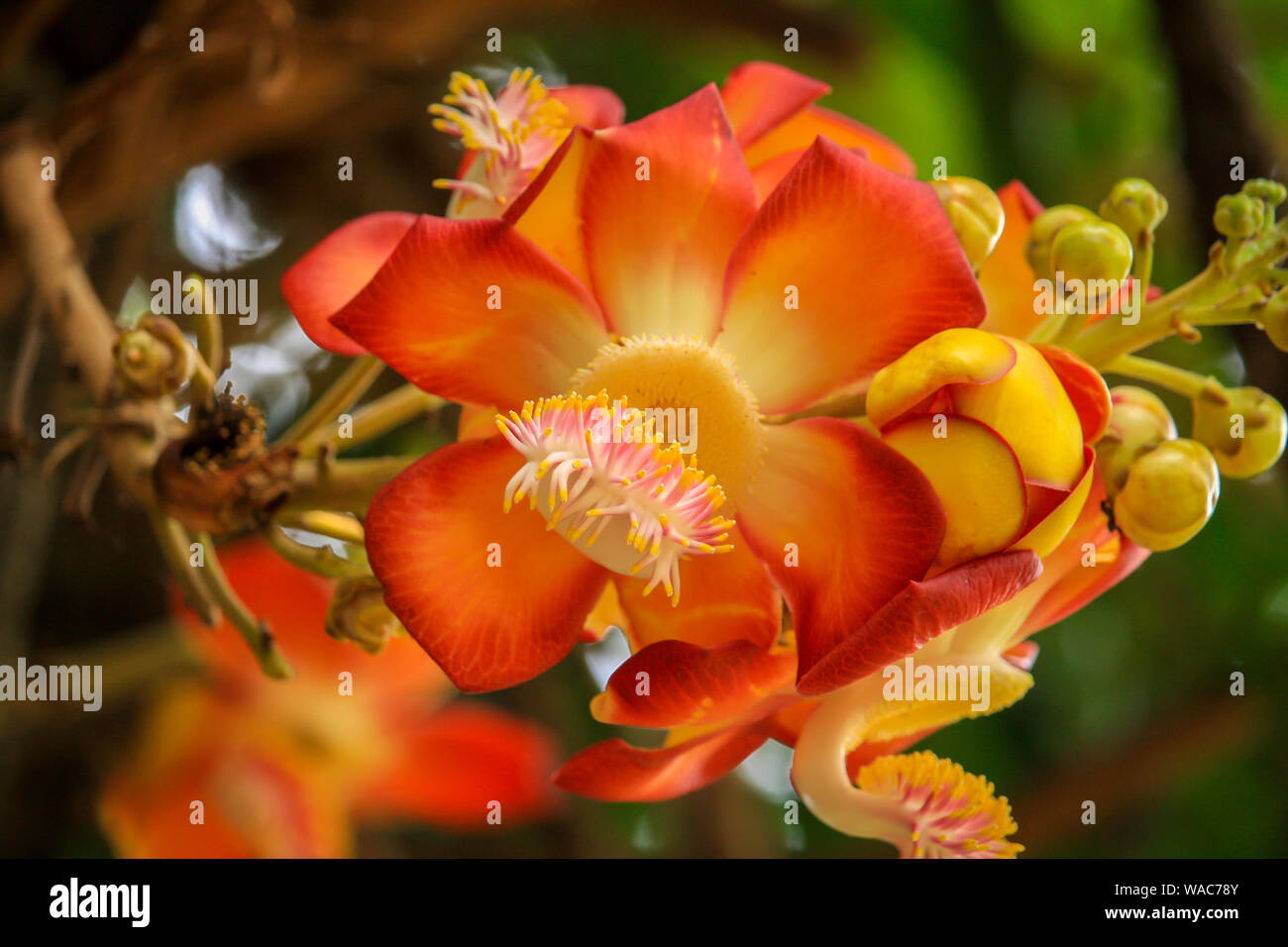 Cannonball Tree Flower Stock Photo - Alamy