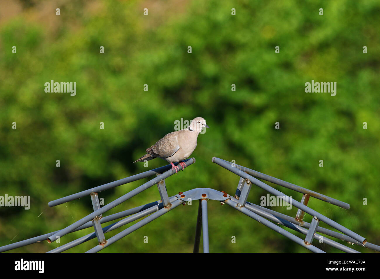 Mourning dove in the springtime hi-res stock photography and images - Alamy