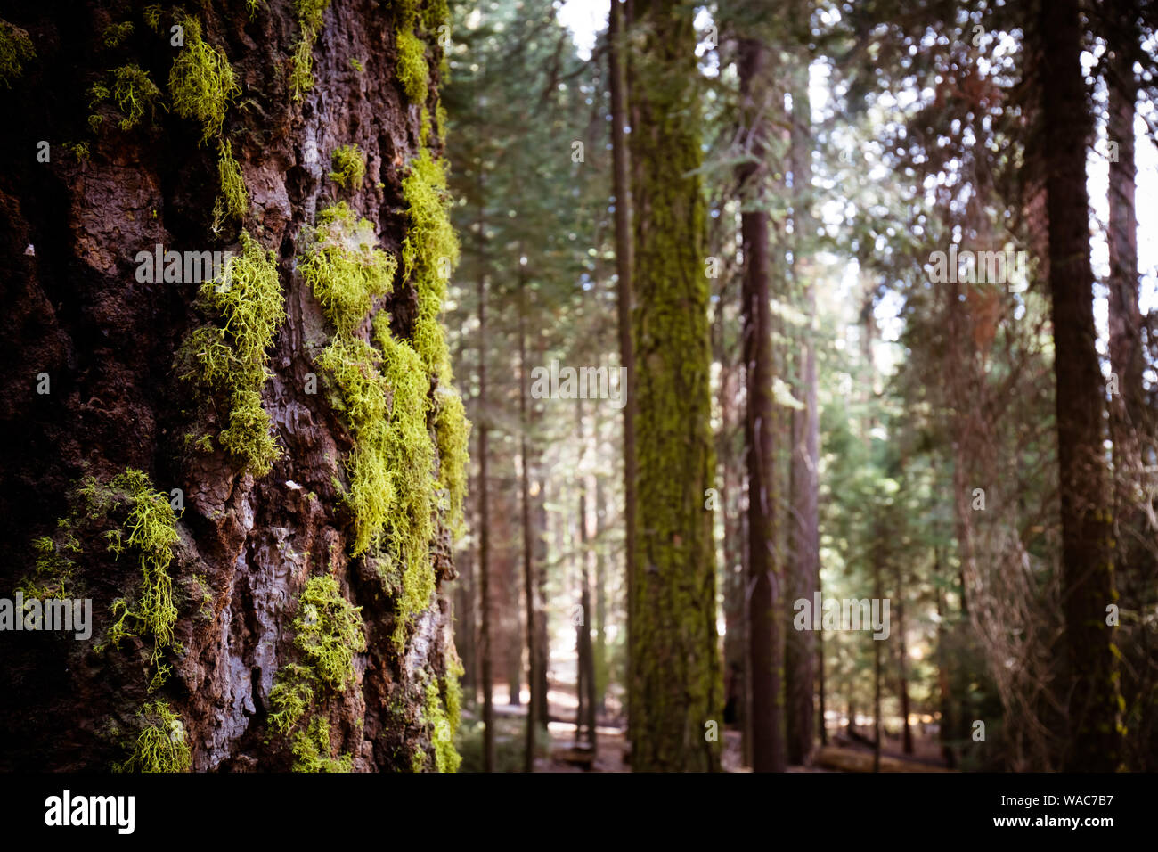 Giant Forest Sequoia National Park Stock Photo - Alamy