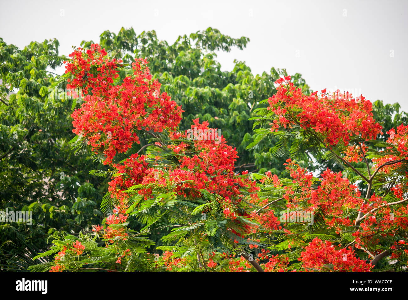Royal Poinciana, Delonix regia Stock Photo - Alamy