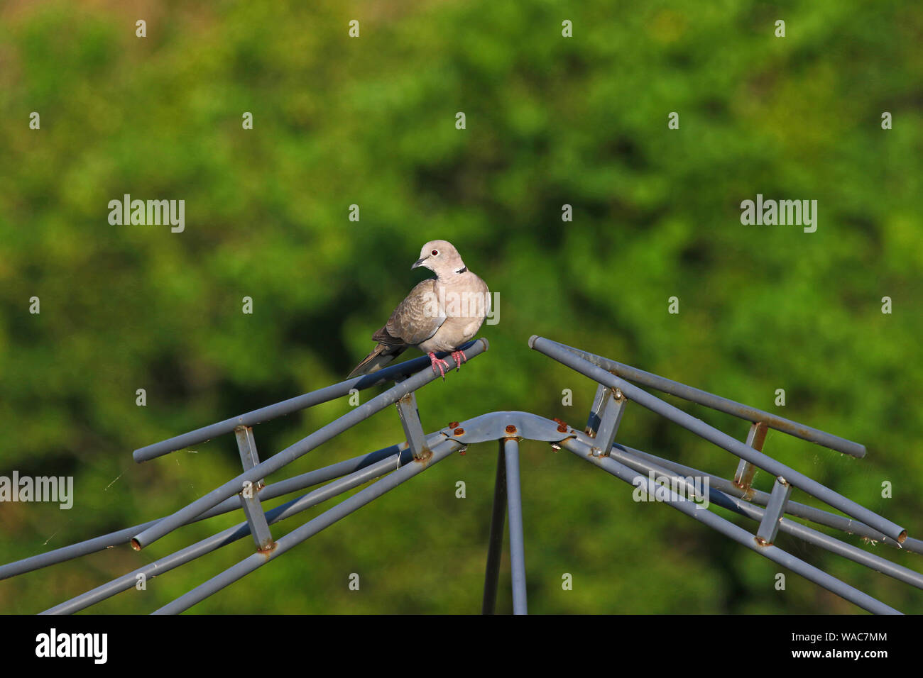Collared dove or mourning dove very close to Latin streptopelia ...
