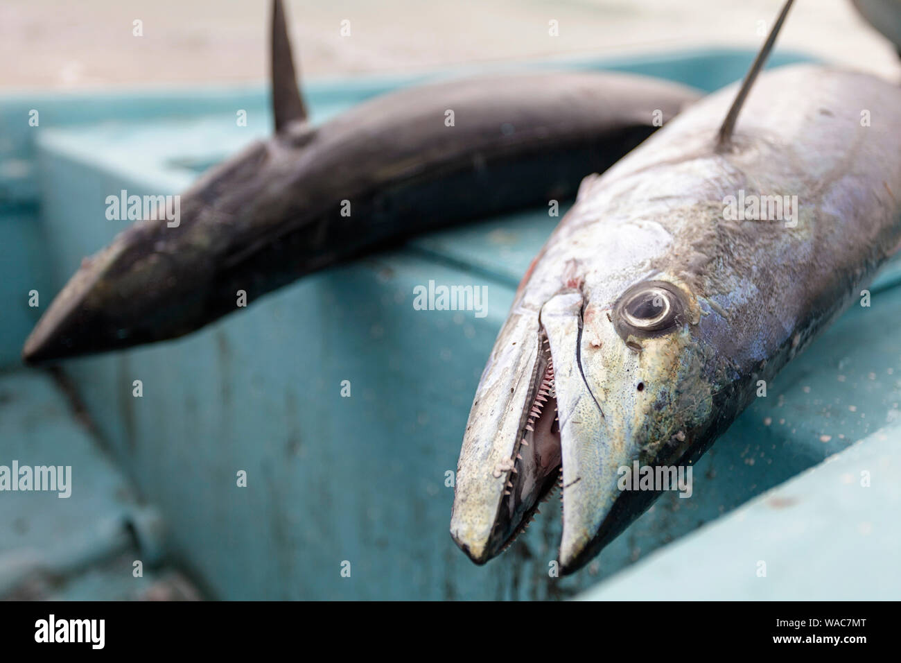 Dead fish daily catch hi-res stock photography and images - Alamy