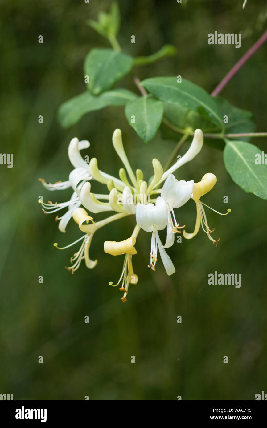 Native Honeysuckle "Lonicera periclymenum", England, UK Stock Photo - Alamy