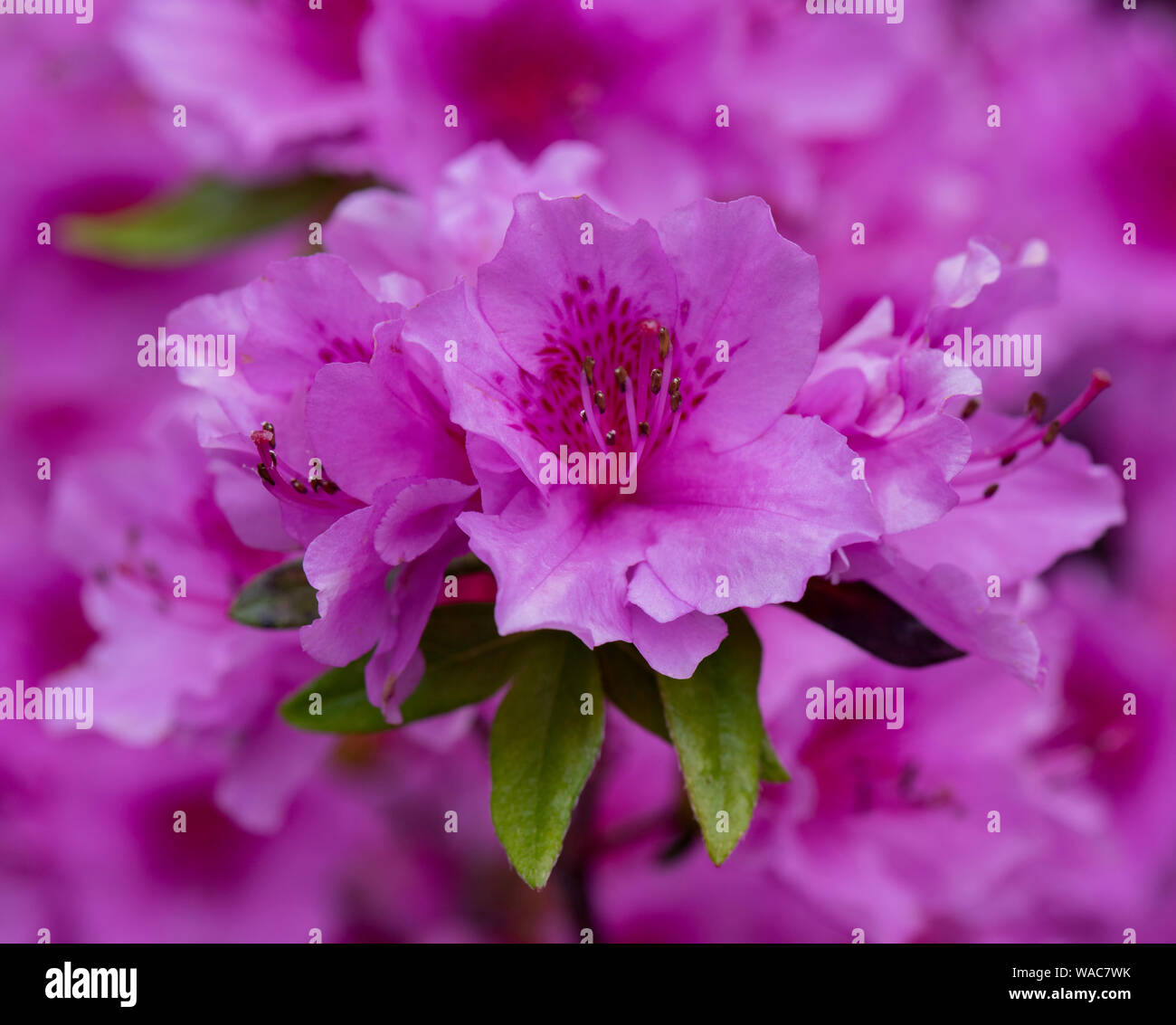 Pink Azalea Bush Stock Photo - Alamy