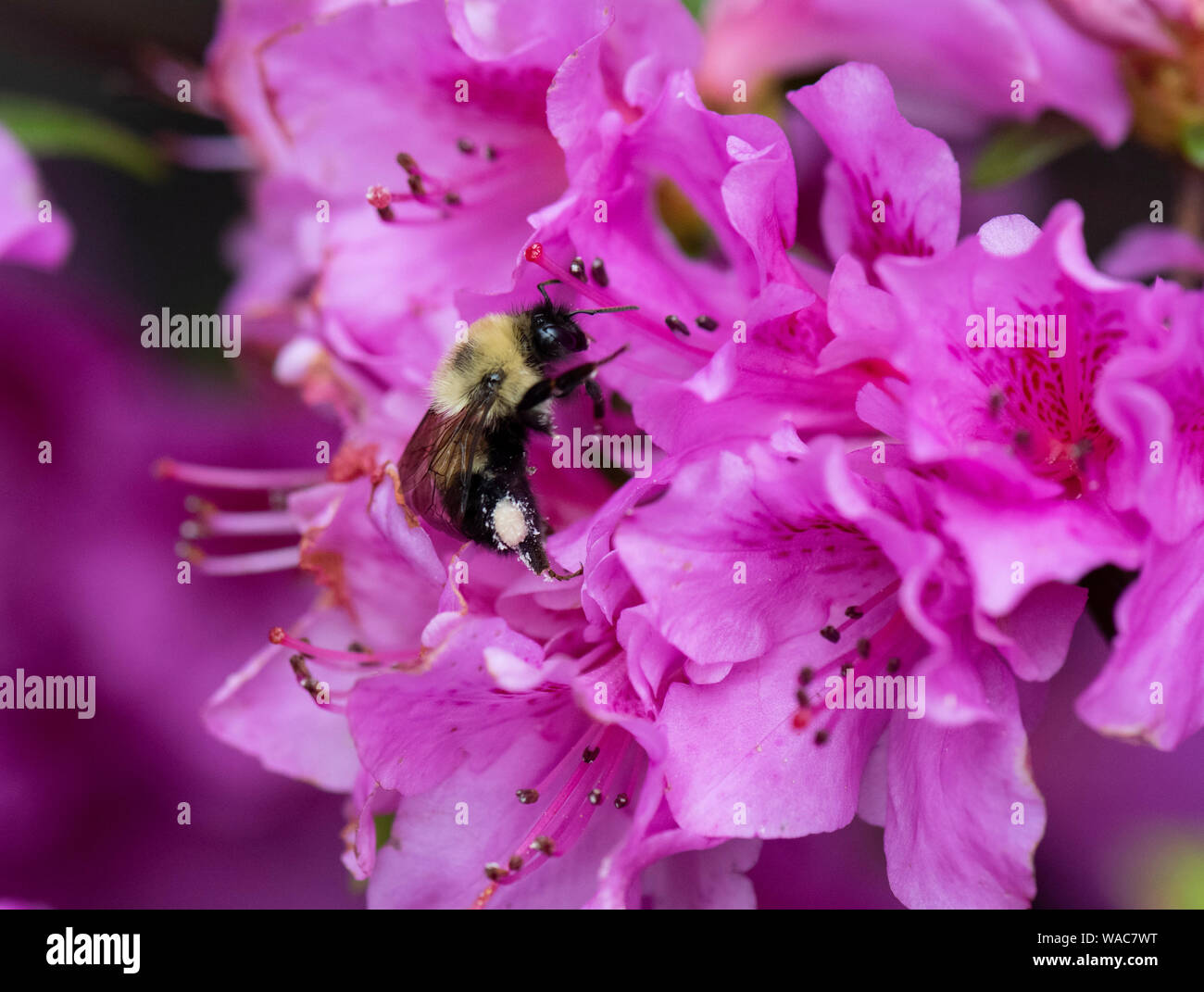 Bee on an Azalea Bush Stock Photo - Alamy