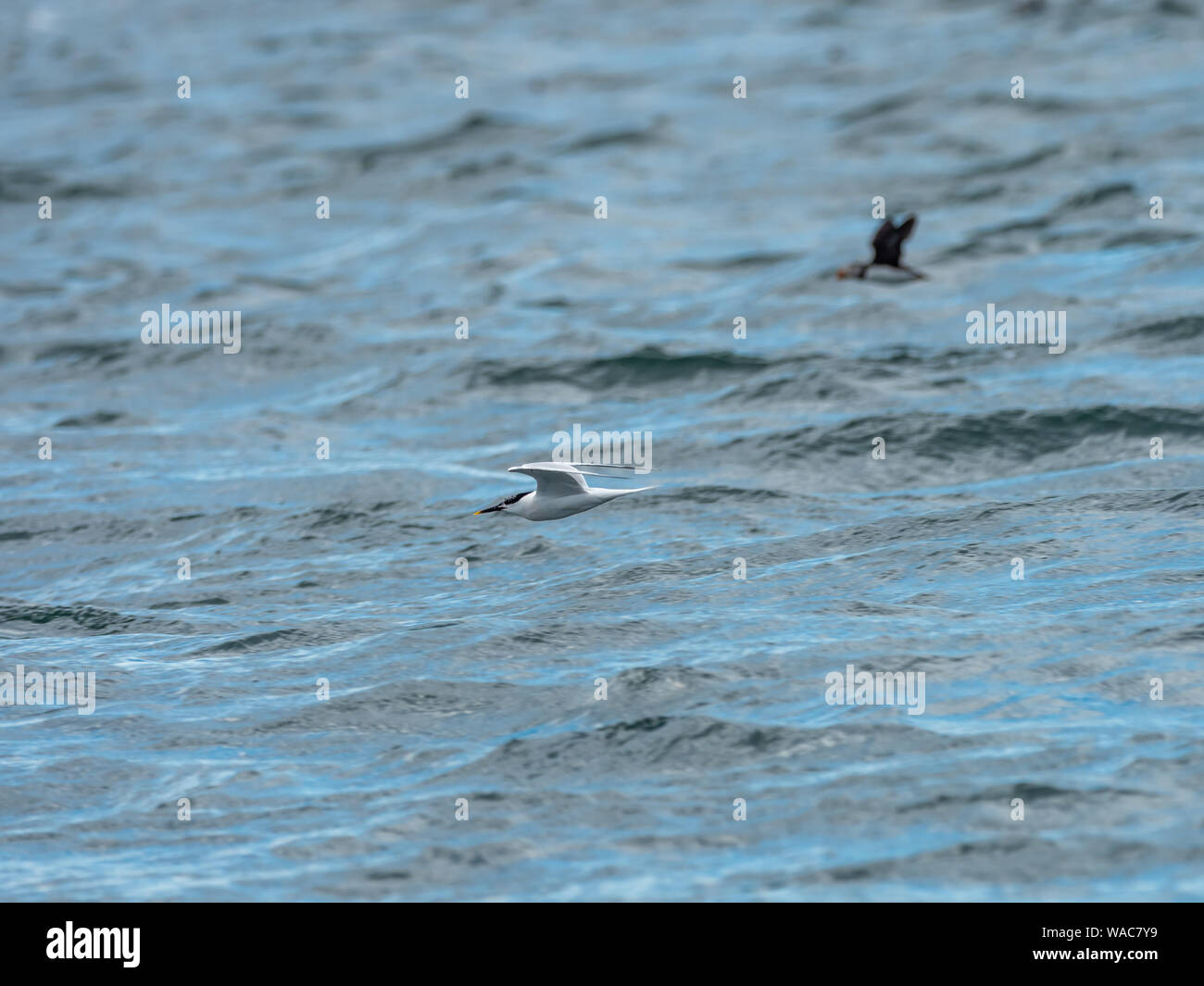 Sandwich Tern (Sterna sandvicensis) in flight Stock Photo - Alamy