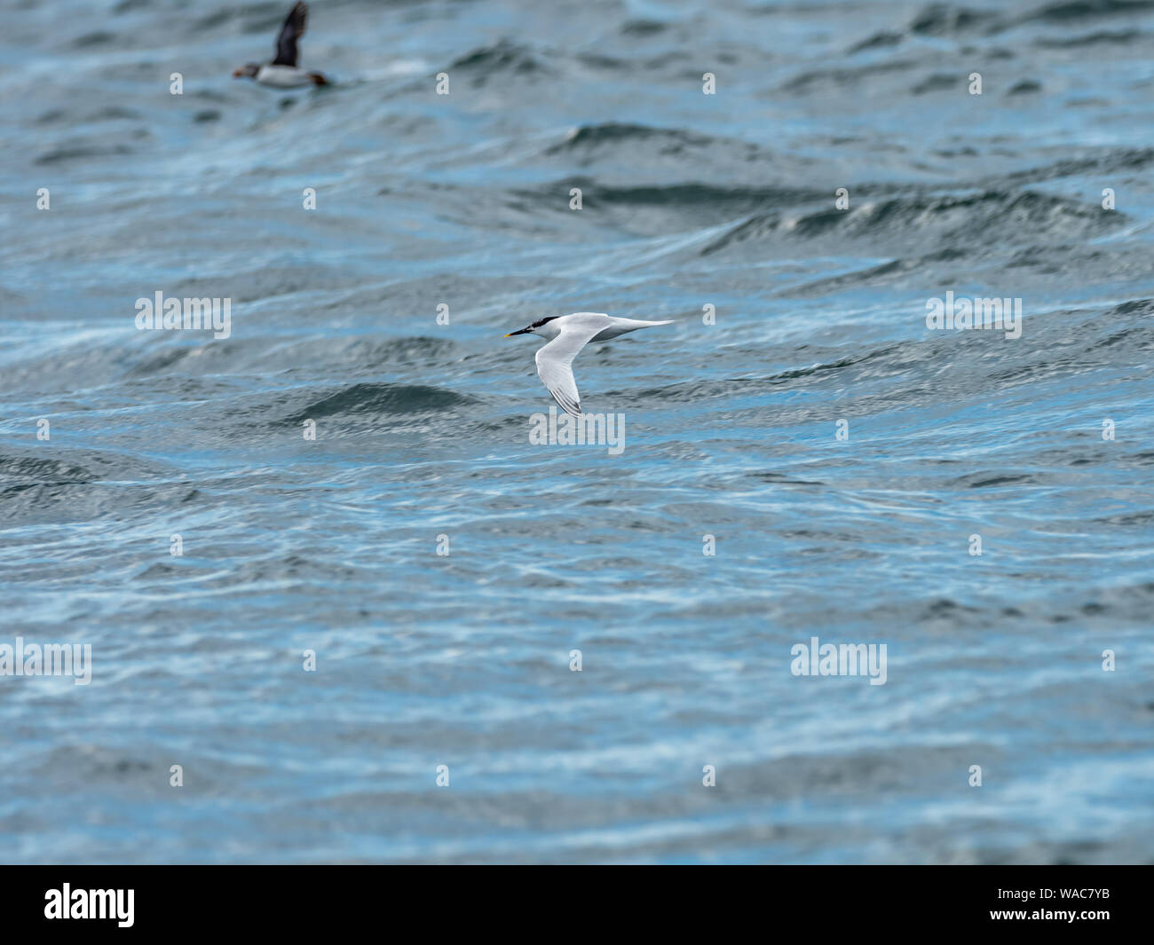 Sandwich Tern (Sterna sandvicensis) in flight Stock Photo - Alamy
