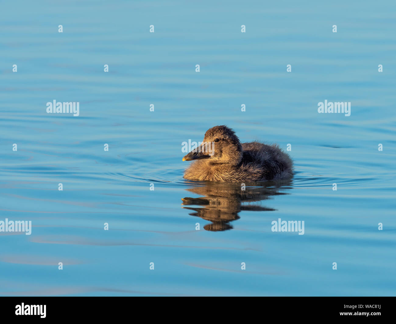 Chickyoung hi-res stock photography and images - Alamy