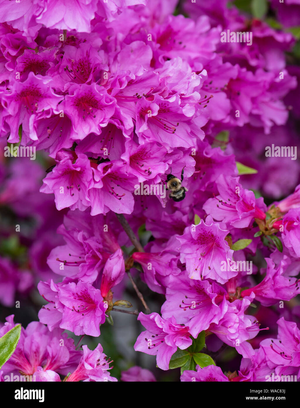 Bee on an Azalea Bush Stock Photo - Alamy