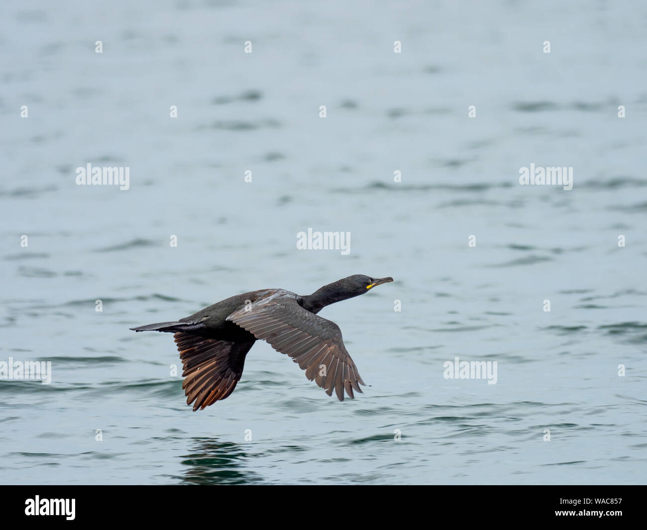 Shag flight uk hi-res stock photography and images - Alamy