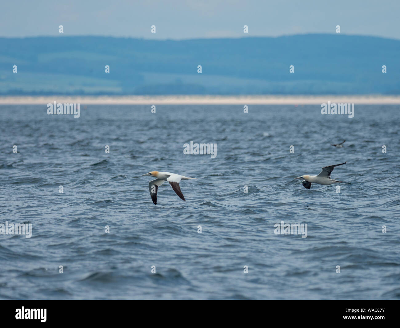 Northern gannets flying Stock Photo - Alamy